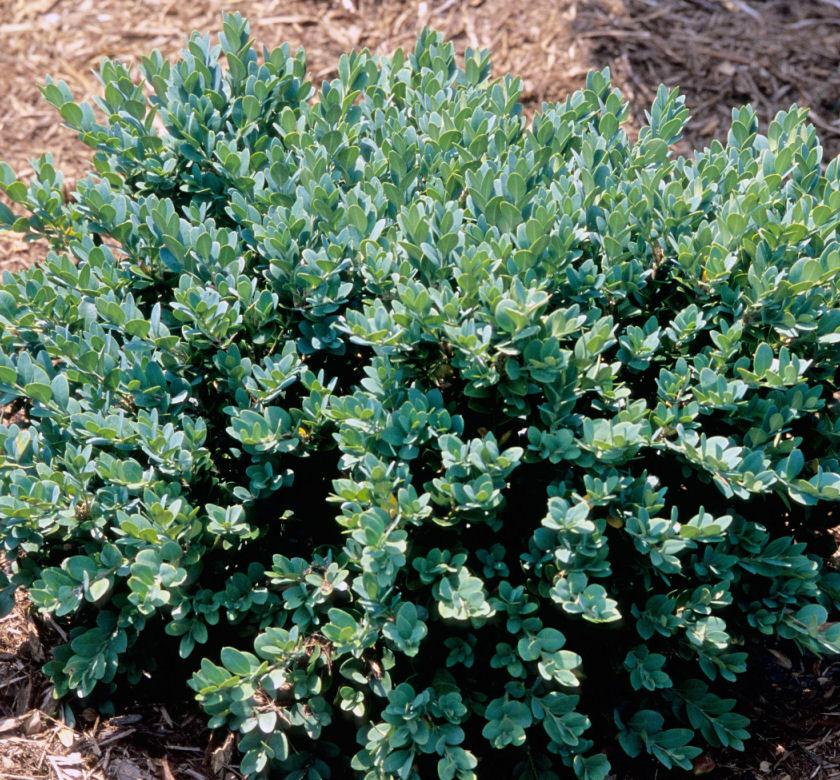 Vardar Valley Boxwood | Natorp's Online Plant Store